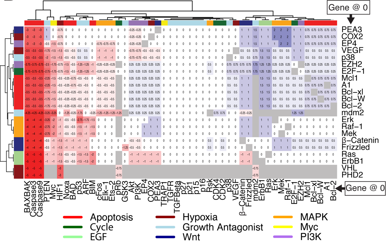 Combination therapy | Matthew A. Clarke