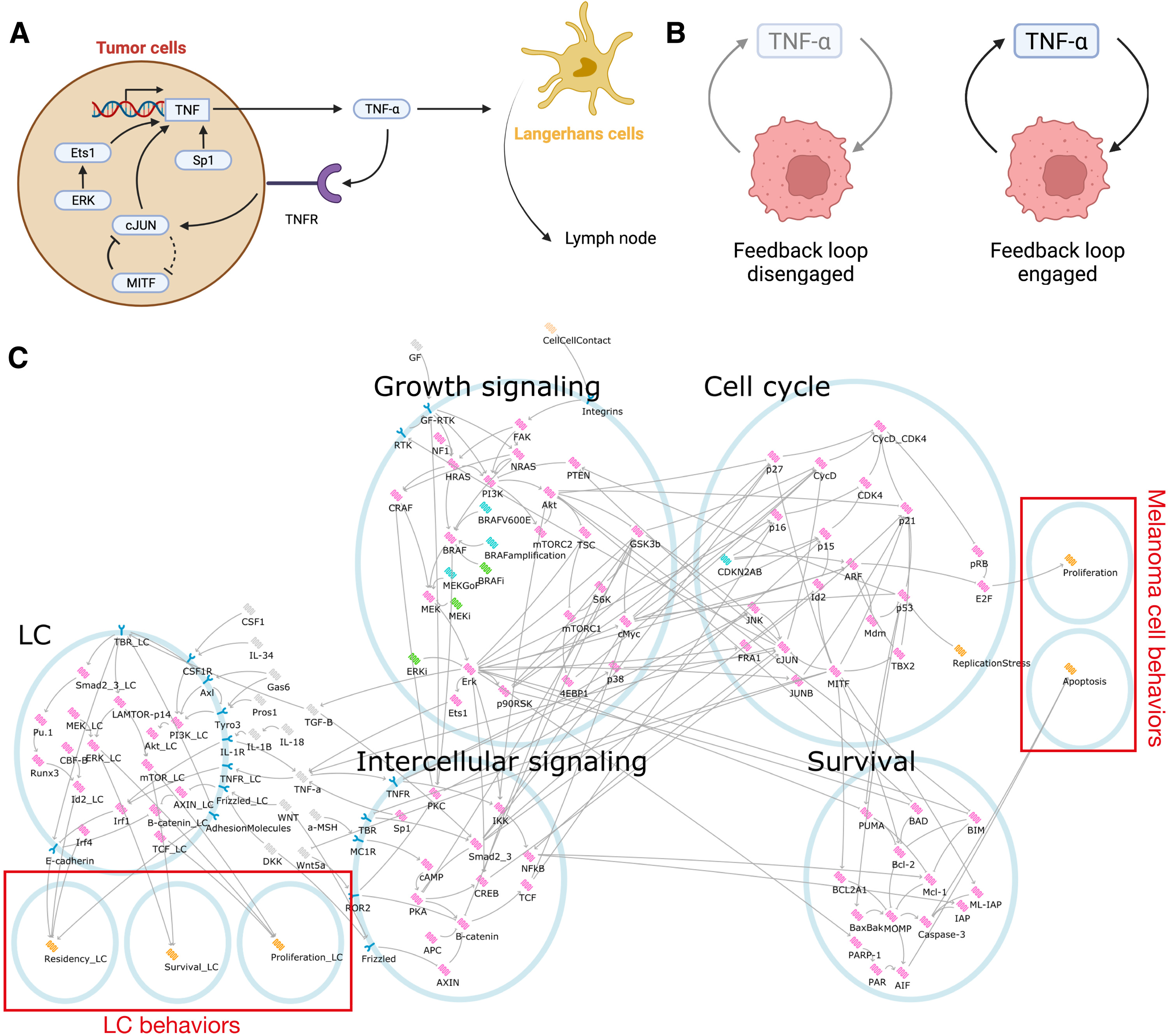 Localized immune surveillance of primary melanoma in the skin deciphered through executable ...